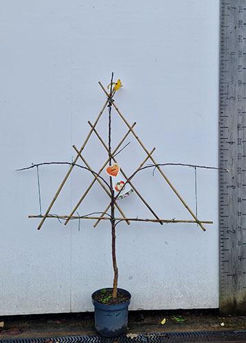 Pleached Apple Trees. Pleached Coxs Orange Pippin Buy Online