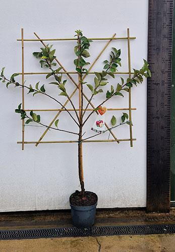 Pleached Apple Tree Malus Domestica Discovery Pleached Trees