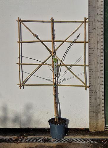 Pleached Conference Pear. Pyrus Communis Conference Pleached