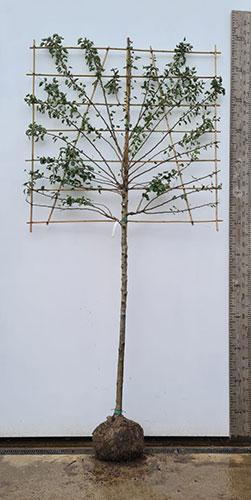 Pleached Pear Tree Doyenne du Comice Pyrus Communis Pleached
