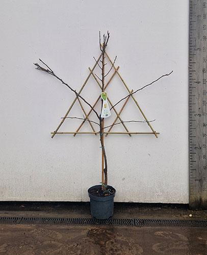 Pleached Pear Tree. Pleached Pear Tree Williams Bon Chrétien