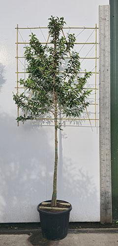 Pleached Prunus Lusitanica Pleached Portuguese Laurel Trees