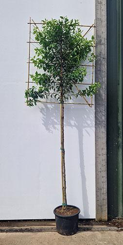 Pleached Prunus Lusitanica Pleached Portuguese Laurel Trees