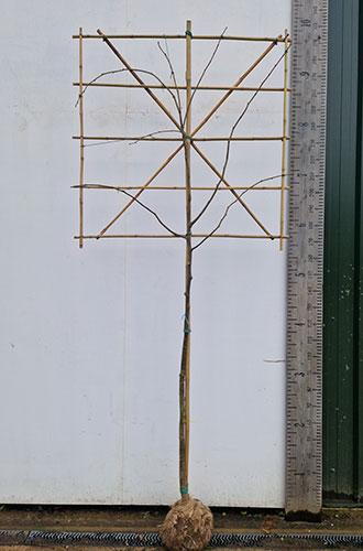 Pleached Tilia Cordata Pleached Small Leaved Lime Trees