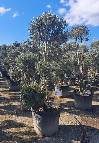 Pom Pom Olive Tree. Mature Topiary Olive Trees for Sale