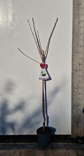 Prunus Avium Regina Sweet Cherry Regina Mature Fruit Trees