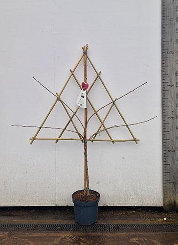 Prunus Avium Regina Sweet Cherry Regina Mature Fruit Trees