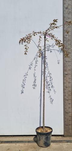 Prunus Kiku Shidare Zakura Online Cheals Weeping Cherry Tree