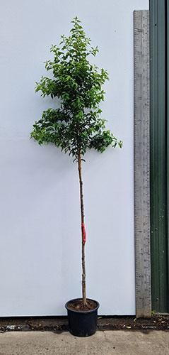 Prunus Lusitanica Full Standard Tree. Portuguese Laurel Tree