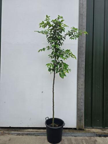 Prunus Lusitanica Full Standard Tree. Portuguese Laurel Tree
