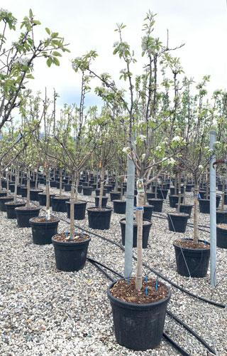 Pyrus Communis Kaiser Alexander. Pear Tree Kaiser Alexander