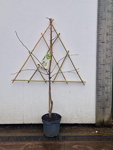 Pyrus Doyenne du Comice Fan Trained Pear Trees for Sale UK