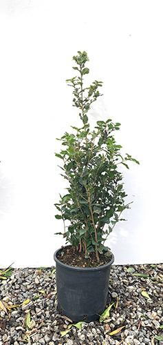 Quercus Ilex Hedging Holm Oak Hedging Mature Evergreen Hedge