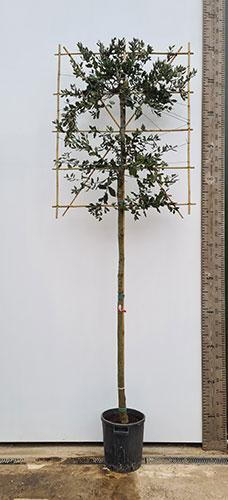 Holly Oak Pleached. Quercus Ilex Pleached Trees Online UK