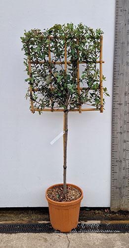 Holly Oak Pleached. Quercus Ilex Pleached Trees Online UK