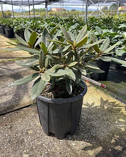 Rhododendron Rocket for sale online - Paramount Plants UK