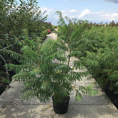 Rhus Typhina Dissecta. Cut Leaved Stags Horn Sumach for Sale