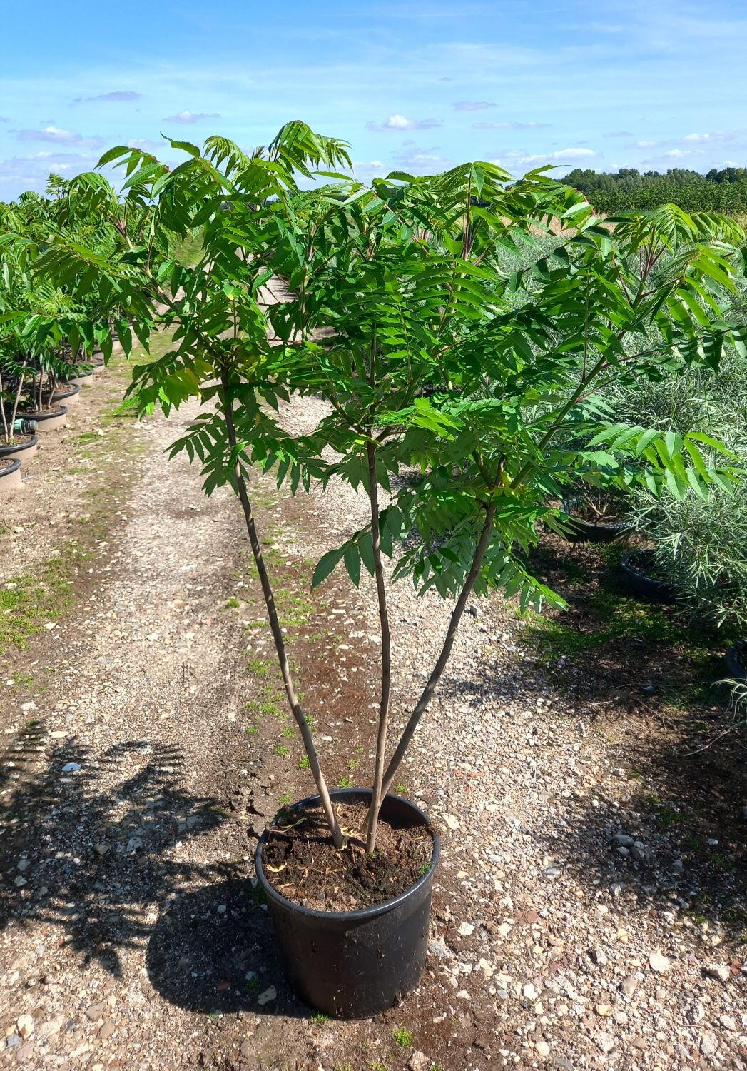 rhus tree uk