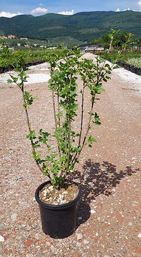 Ribes Alpinum Alpine Currant Mountain Currant hedging Shrus