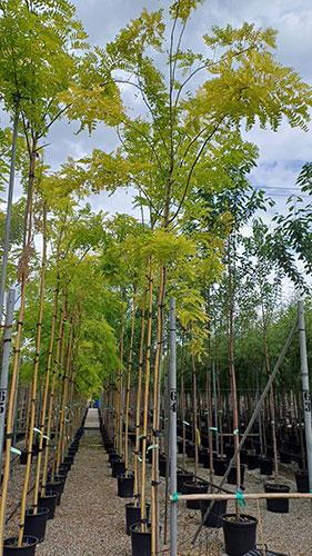 Robinia pseudoacacia Frisia Golden Robinia False Acacia Tree