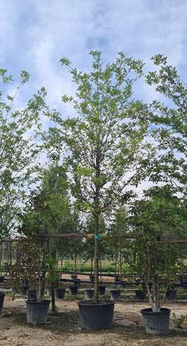 Robinia Pseudoacacia Standard Common Robinia False Acacia