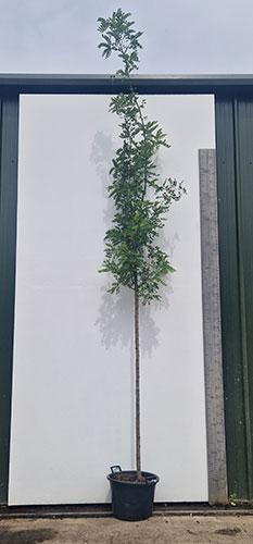 Robinia Pseudoacacia Standard Common Robinia False Acacia