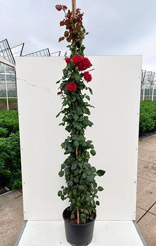 Rosa Santana Climbing Rose Hybrid Tea Rose Santana