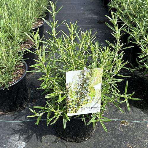 Rosemary Plants For Sale UK. Buy Online London Garden Centre
