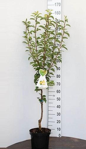 Standard Pear Tree. Standard Williams Pear Tree Bon Chretien