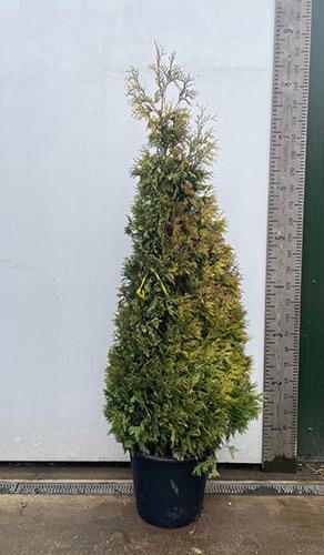 Thuja Occidentalis Yellow Ribbon. White Cedar Yellow Ribbon