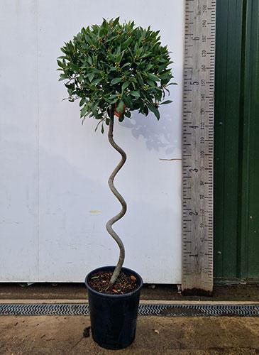 Twisted Stem Bay Trees for Sale UK. Corkscrew Bay Trees