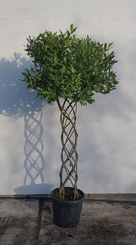 Twisted Stem Bay Trees for Sale UK. Corkscrew Bay Trees