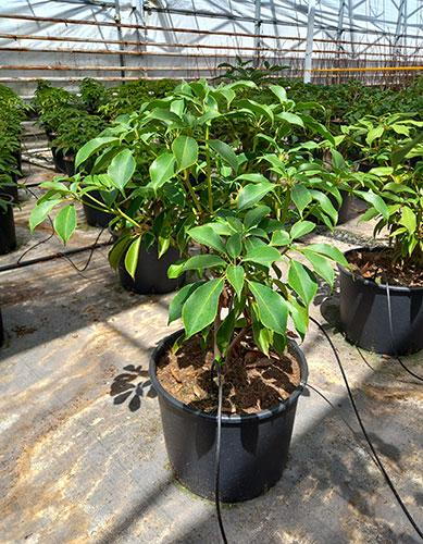 Trochodendron Aralioides. Japanese Wheel Tree. Buy Online UK