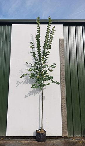 Ulmus Dodoens Elm Disease Resistant Elm Trees for Sale UK