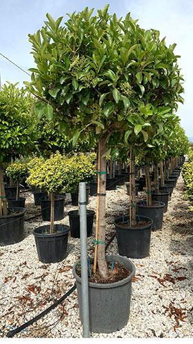 Viburnum Tinus Lucidum Full Standard Trees. Buy Trees UK