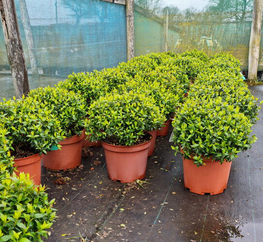 Abelia Grandiflora Prostrata Abelia Prostrate White for Sale