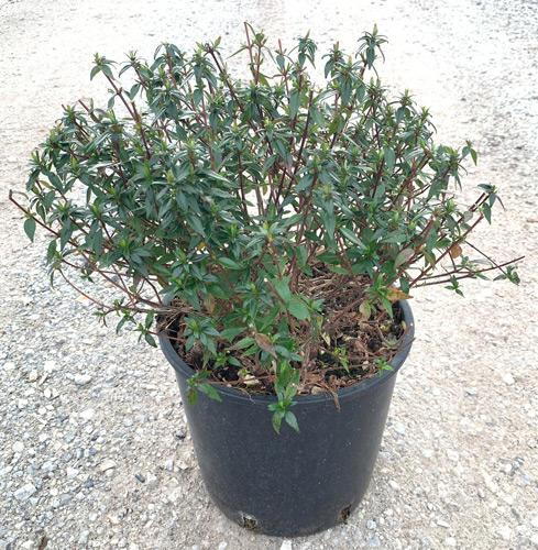 Abelia Grandiflora Prostrata Abelia Prostrate White for Sale