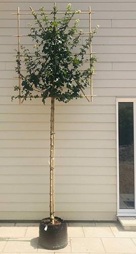 Acer Campestre Pleached Field Maple Deciduous Pleached Trees