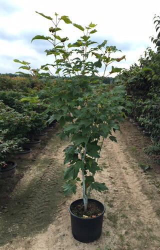Acer Capillipes Red Snake Bark Maple Trees for Sale Online