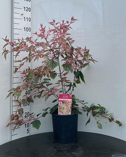 Acer Conspicuum Red Flamingo Snakebark Maple for Sale Online