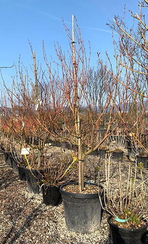 Acer Davidii. Snake Bark Maple. Snakebark Maple. Acer Trees