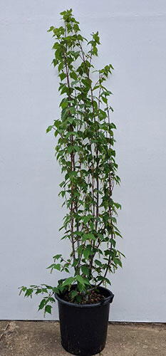 Acer Davidii Viper or Snake Bark Maple Viper for Sale Online