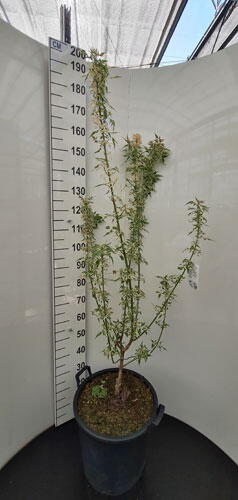 Acer Negundo Flamingo. Variegated Box Elder for Sale UK