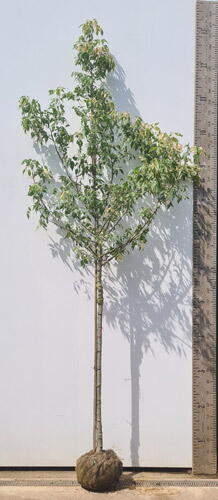 Acer Negundo Flamingo. Variegated Box Elder for Sale UK