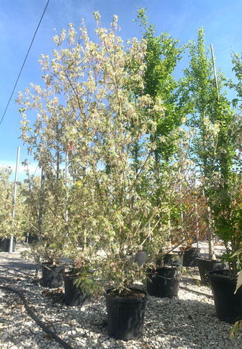 Acer Negundo Flamingo. Variegated Box Elder for Sale UK