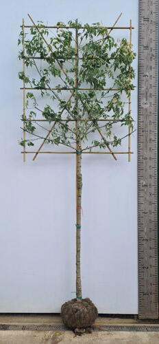 Acer Negundo Flamingo. Variegated Box Elder for Sale UK