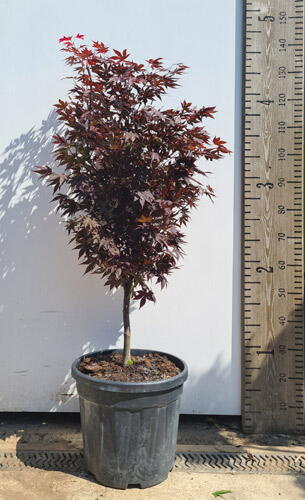 Acer Palmatum Bloodgood For Sale. Japanese Maple Trees London