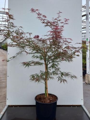 Acer Palmatum Dissectum Firecracker Japanese Maple for Sale