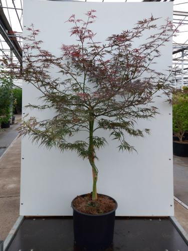 Acer Palmatum Dissectum Firecracker Japanese Maple for Sale