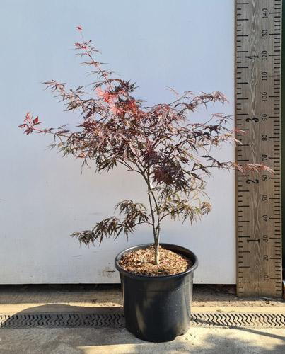 Acer Palmatum Dissectum Firecracker Japanese Maple for Sale